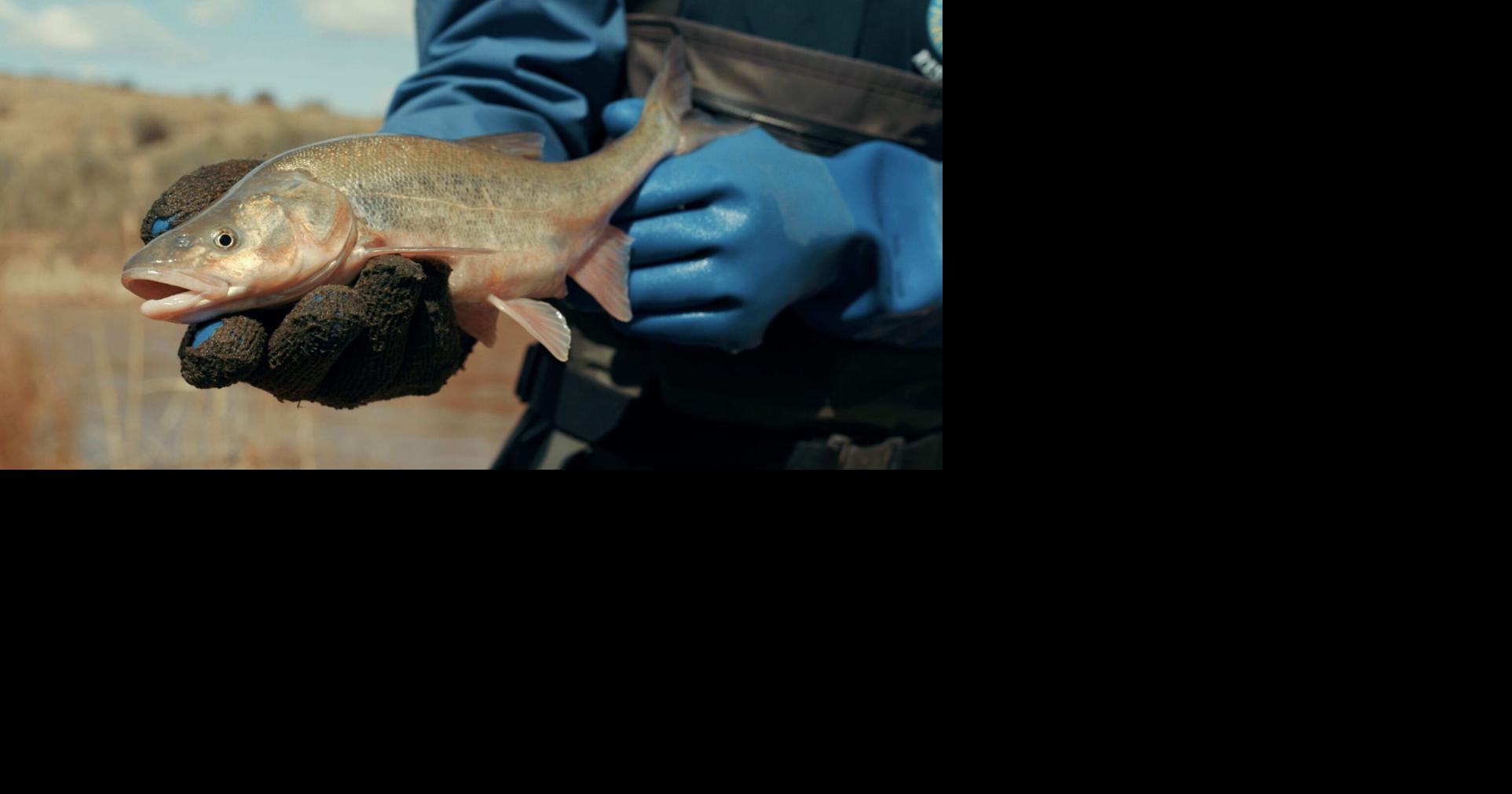 Documentary details native fish species protection efforts | Local News ...