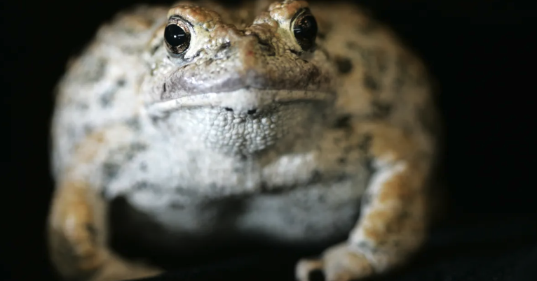Tiny, endangered toads transplanted to Colorado pond successfully breed ...