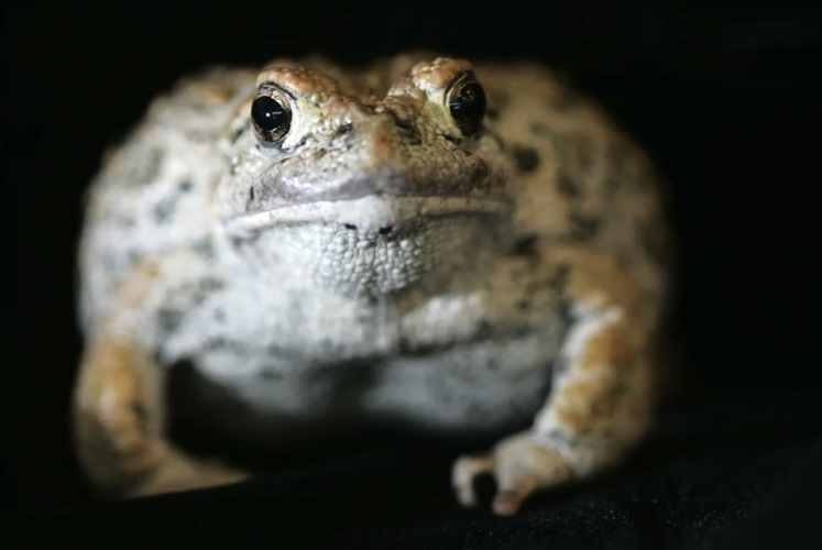 Tiny, endangered toads transplanted to Colorado pond successfully breed ...