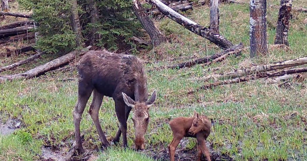 Recent moose attacks prompt safety reminder as wildlife act to protect ...