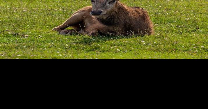 OUTDOORS: Pere David’s Deer | Local News Stories | montrosepress.com