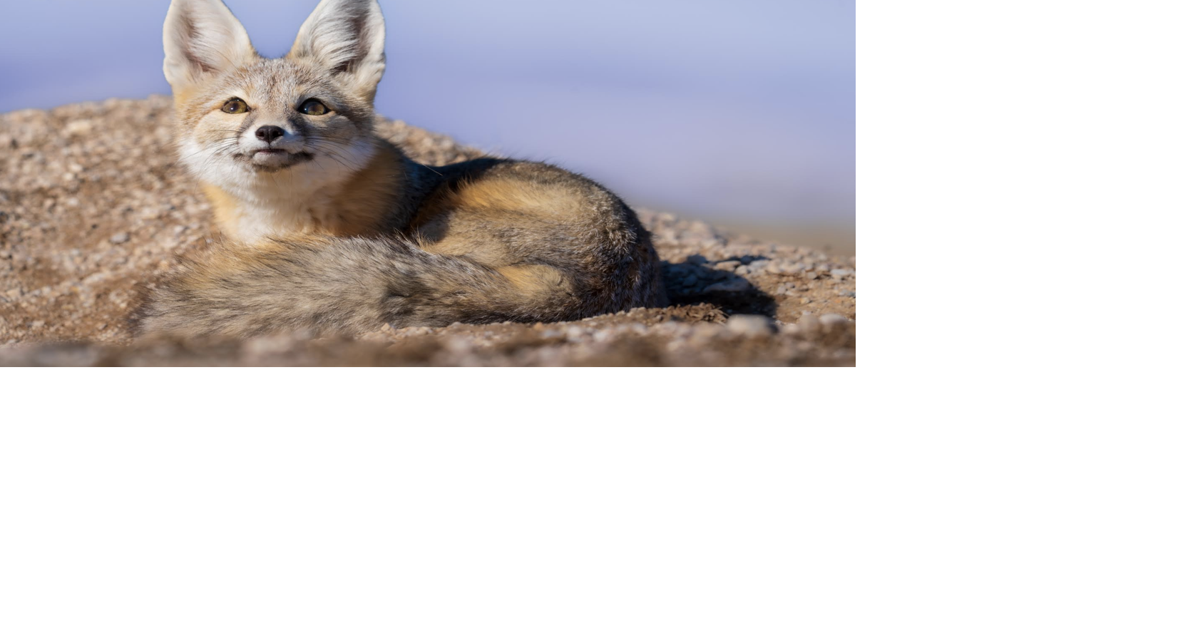 TIPS FROM THE POSSE: Seeing a kit fox offers the rarest of treats ...