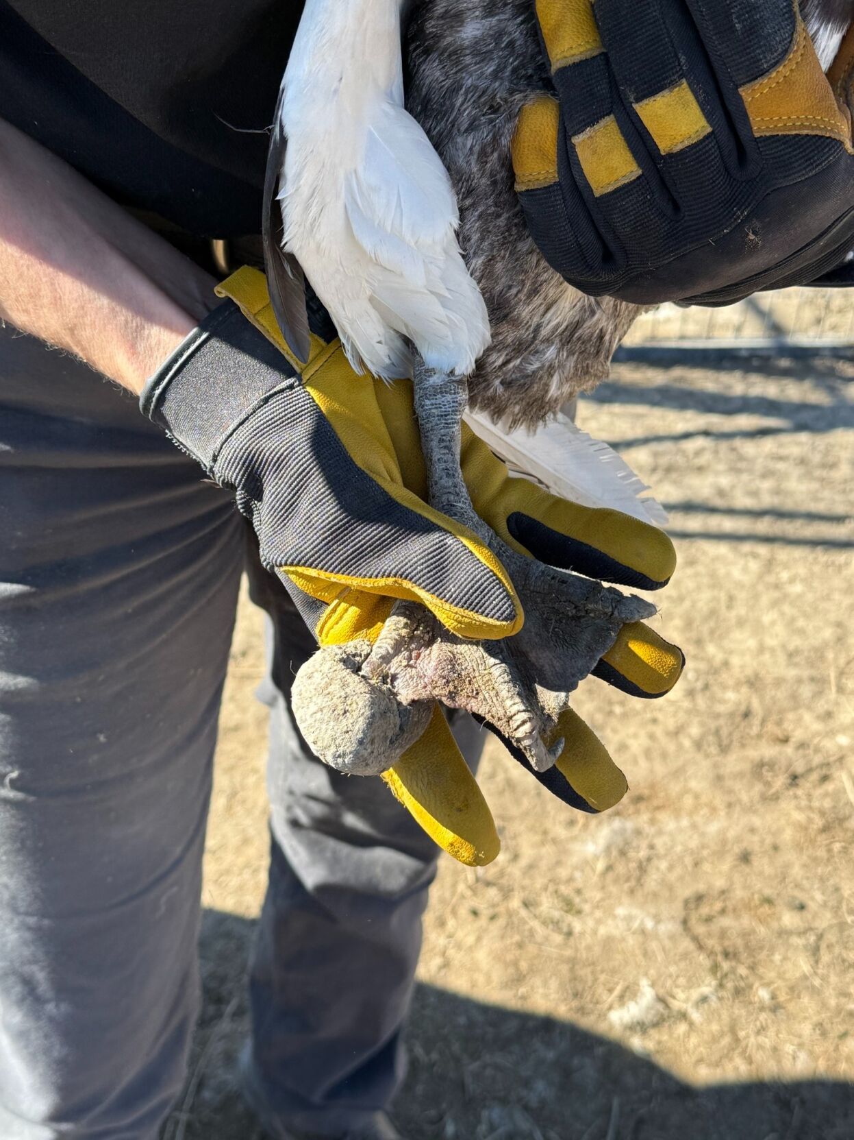 Delta woman accused of multiple counts of animal cruelty; DCSO says ...