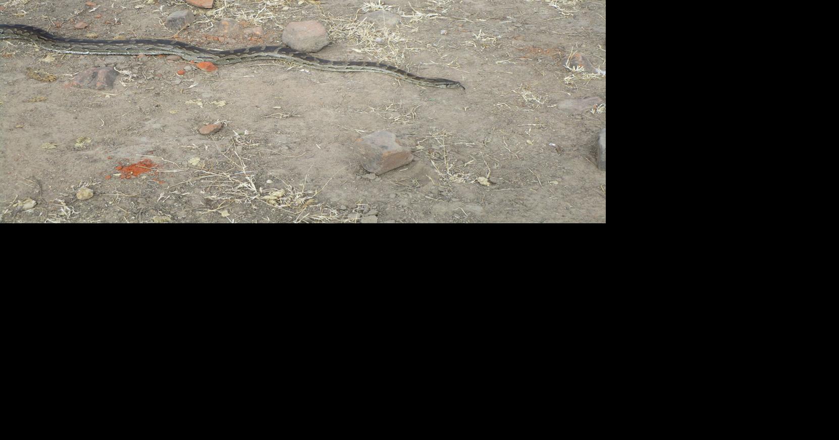 OUTDOORS: Invasive pythons could one day be more than Florida's problem ...