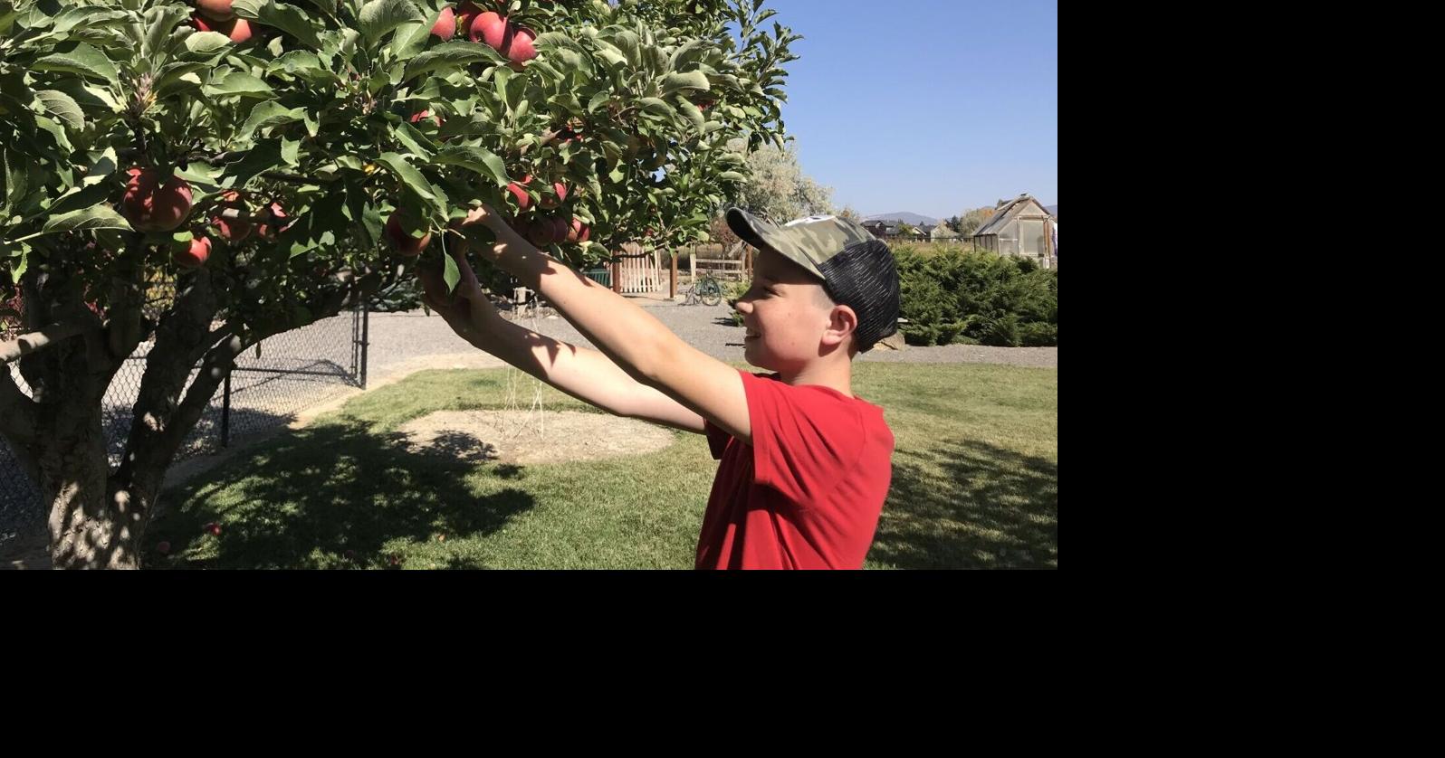 OUTDOORS: It’s time to get out and enjoy pruning your fruit trees ...