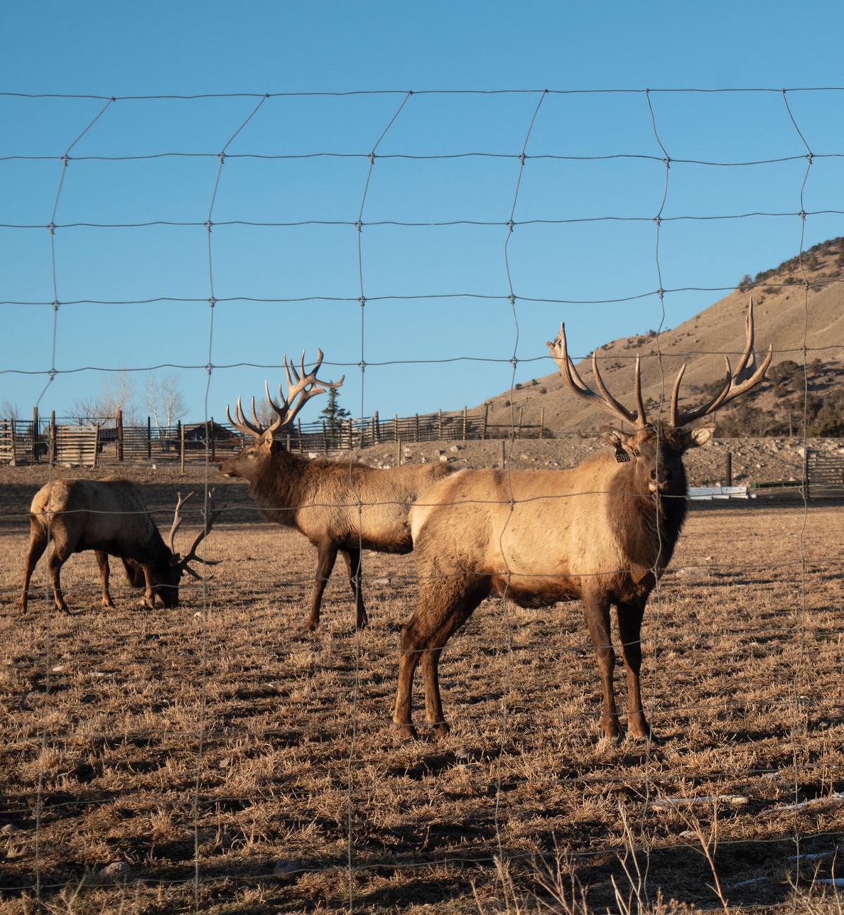 Prock elk ranch manages unique cash crop | Local News Stories ...