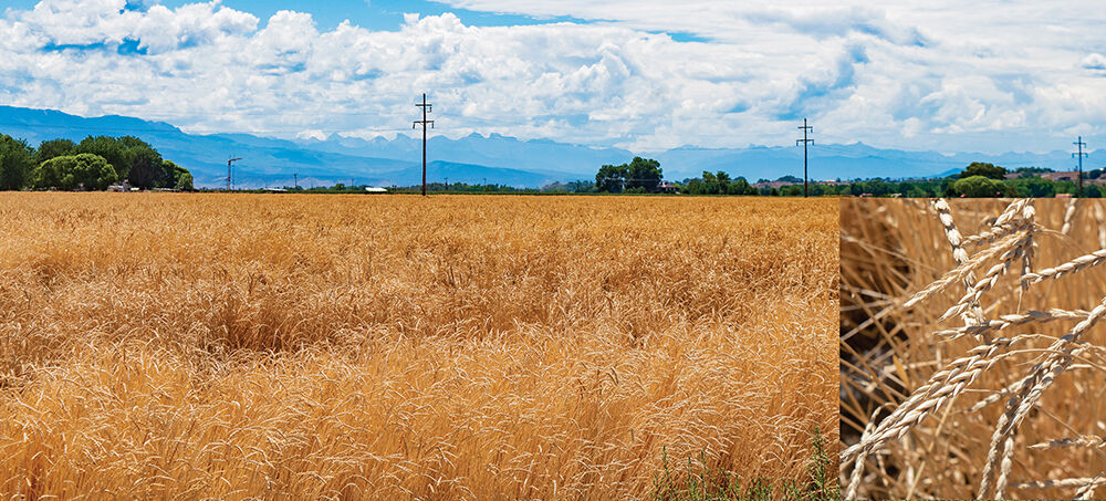 Spelt planting increases in the area | Agriculture | montrosepress.com