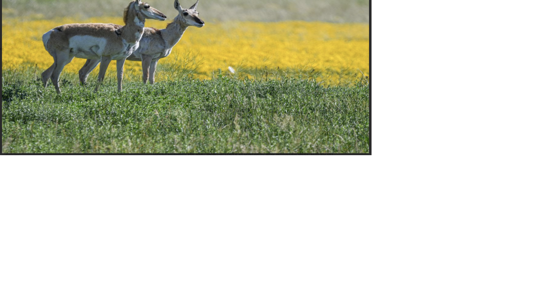 Remaining big game hunting licenses go on sale August 5 | Outdoors ...