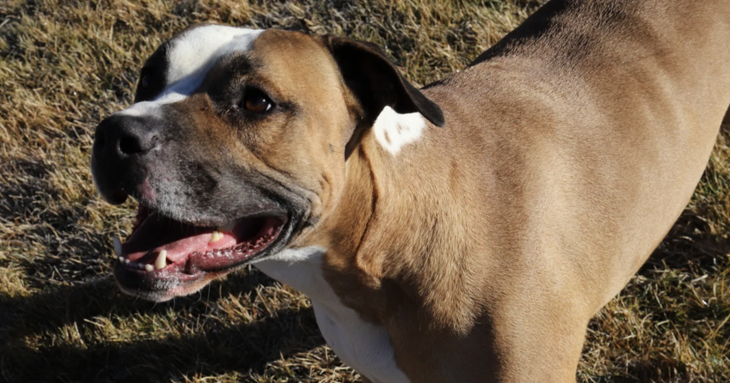 Dog that killed 7-year-old Gunnison boy showed aggressive behavior and ...