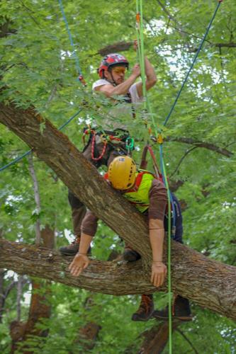 Statewide tree-climbing competition held at Paonia Town Park | Local ...