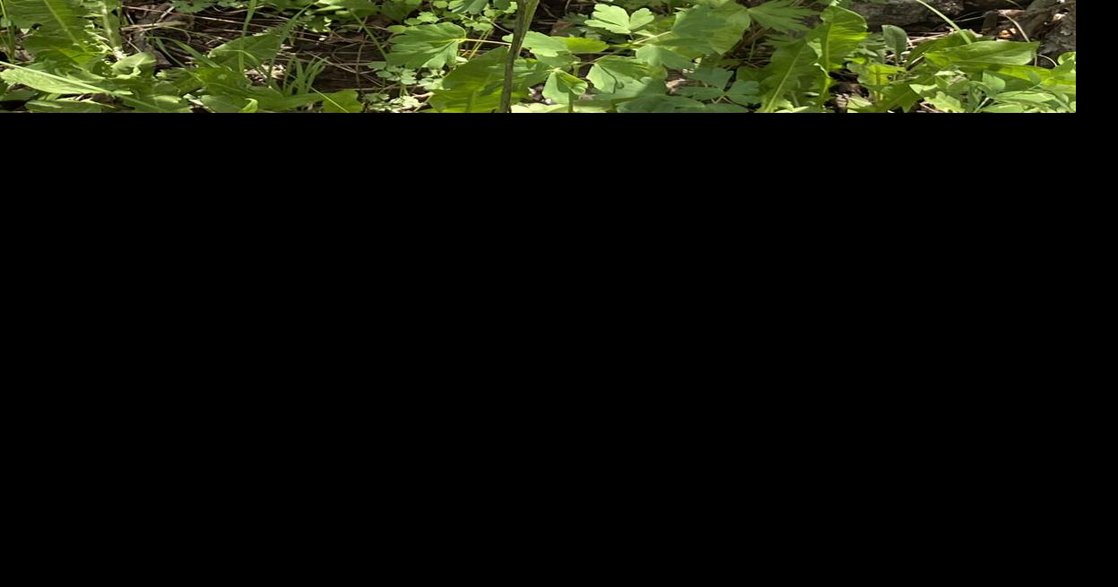 Where the columbines grow | News | montrosepress.com