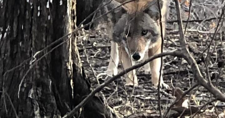 TIPS FROM THE POSSE: Killer coyotes? | Outdoors | montrosepress.com