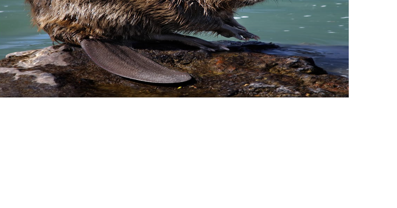 Beavers — Our ally to watershed health; Black Canyon Audubon Society ...