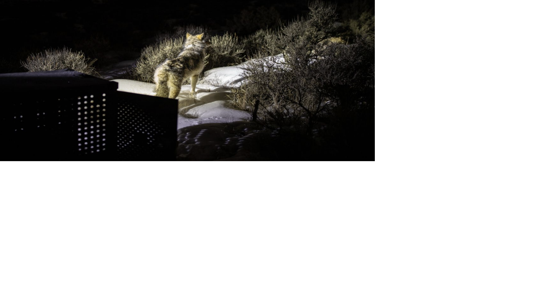 County's 'nonnative species' ordinance, written with wolves in mind ...