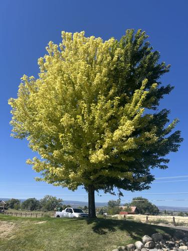 GARDEN: Is it too early for fall colors? | Outdoors | montrosepress.com