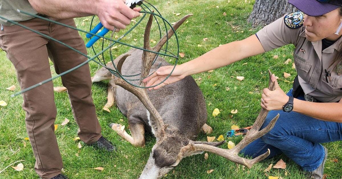 Protect wildlife by removing tangle hazards | News | montrosepress.com