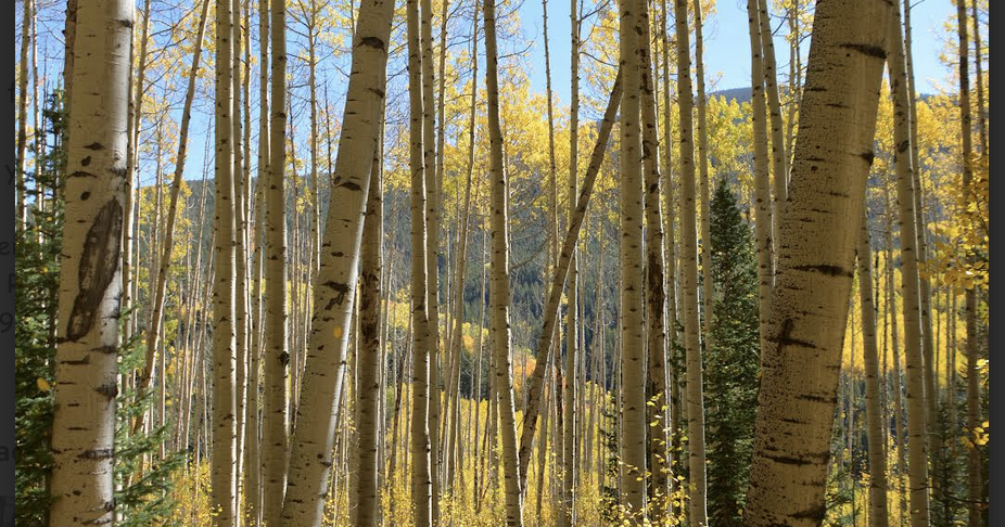 COMMUNITY PHOTO: Golden aspen | Local News Stories | montrosepress.com