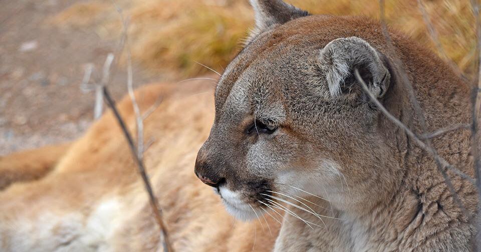 Does the rejection of a ban on mountain lion hunting signal a step ...