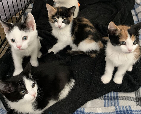 Pet Column: So you want to help kittens? | | montrosepress.com