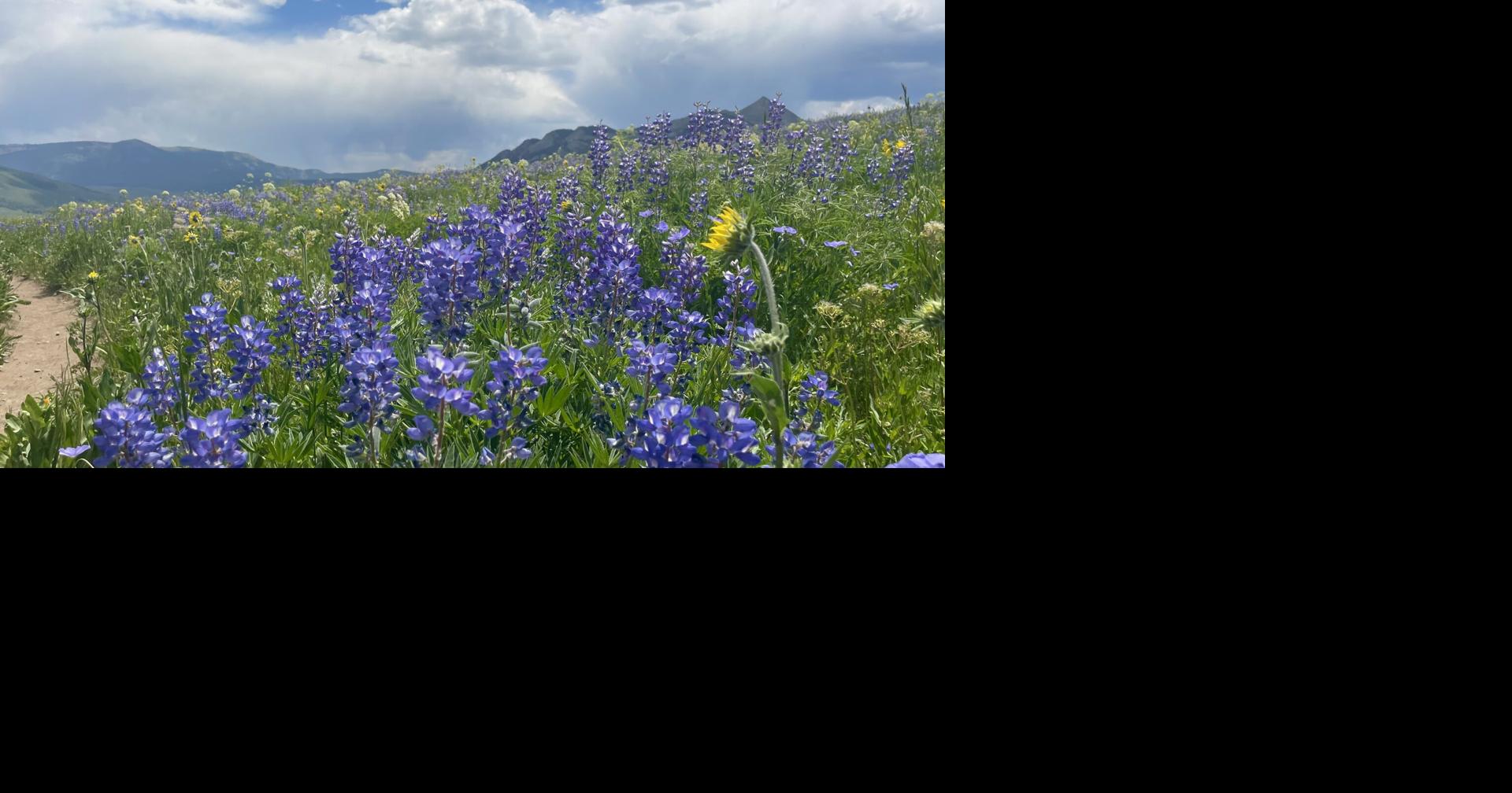 Where wildflowers grow: Crested Butte is blooming, and it’s worth the ...