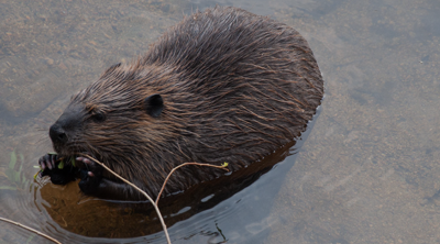 OPINION: Having a healthy beaver population will help restore Colorado ...
