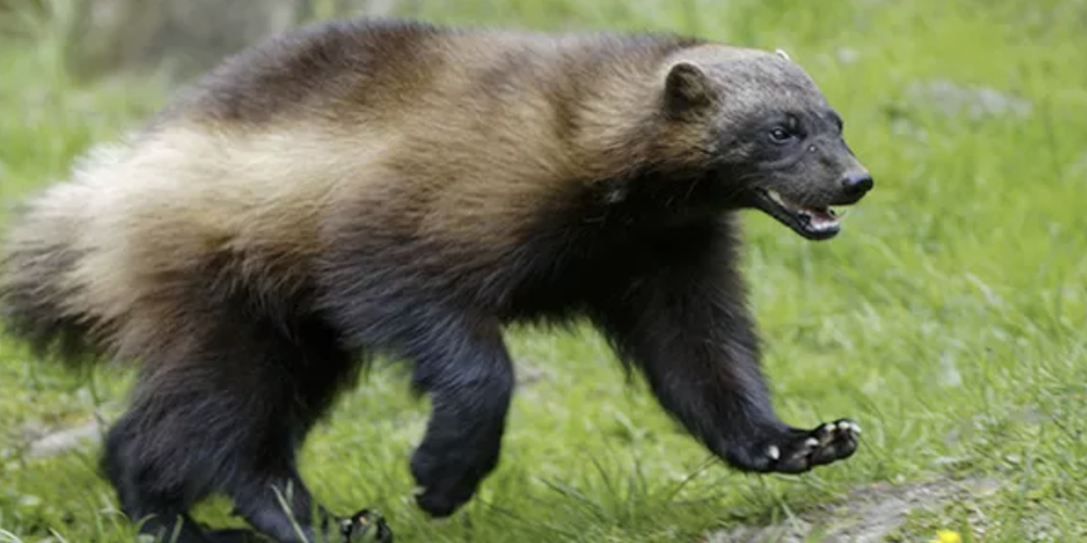 Colorado is working on a plan to reintroduce wolverines next. Here’s ...
