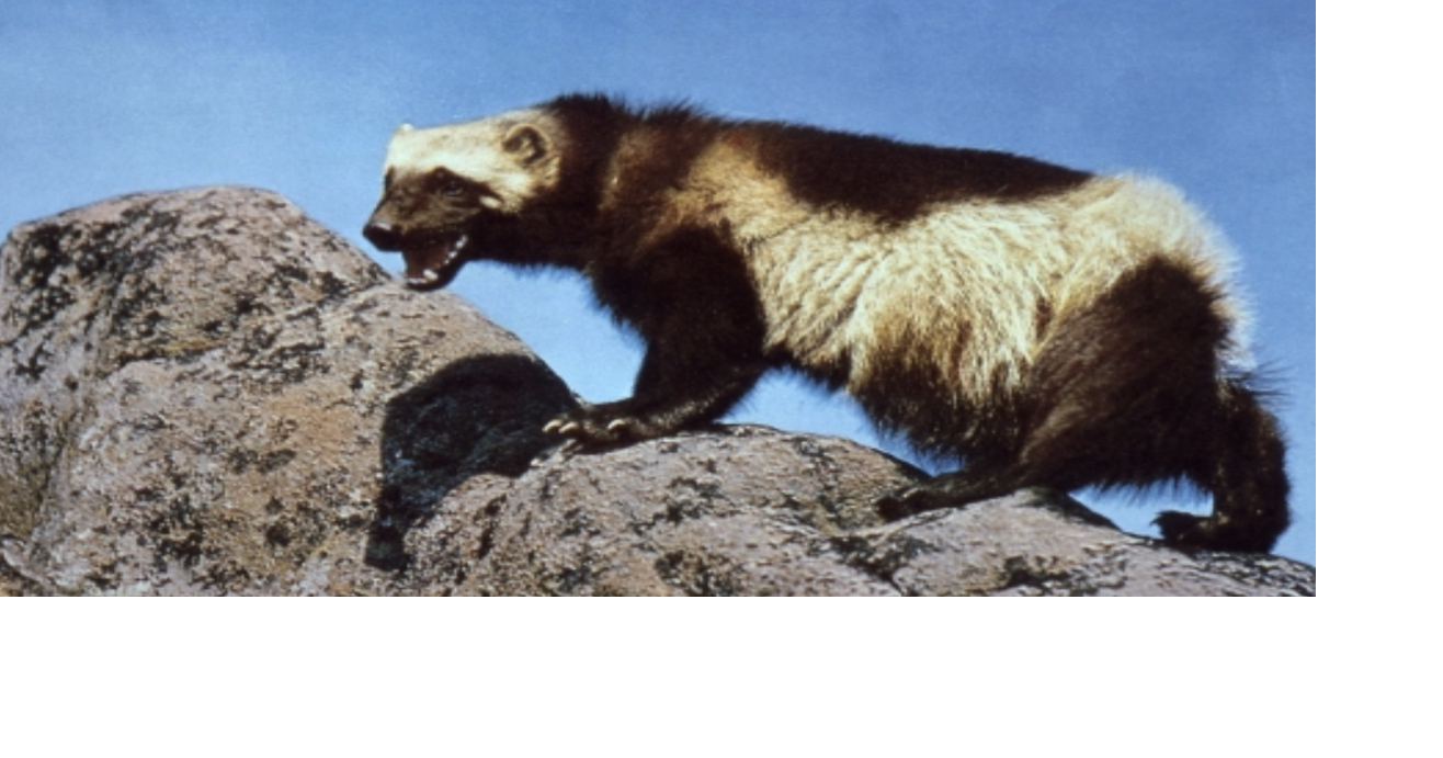 Colorado is working on a plan to reintroduce wolverines next. Here’s ...