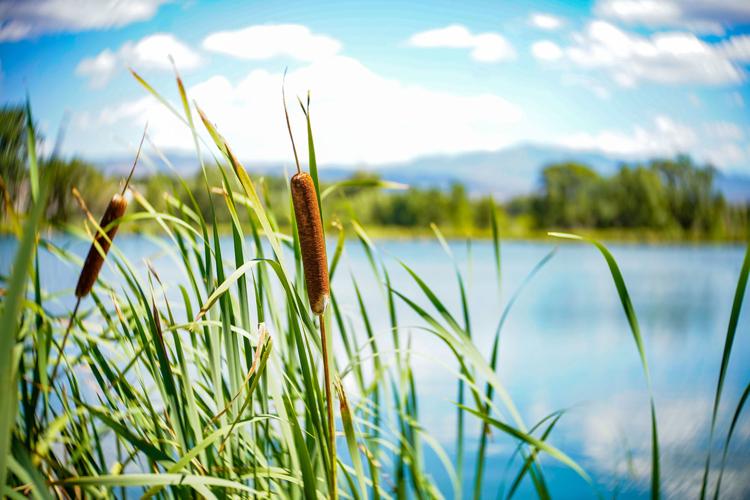 Out & About | | montrosepress.com