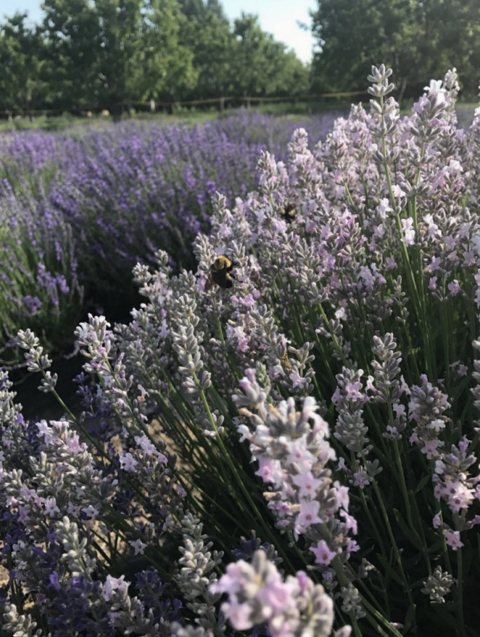 GARDENING FROM A TO Z: It's lavender season | Columns | montrosepress.com