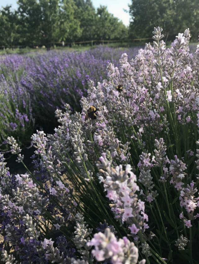 GARDENING FROM A TO Z: It's lavender season | Columns | montrosepress.com