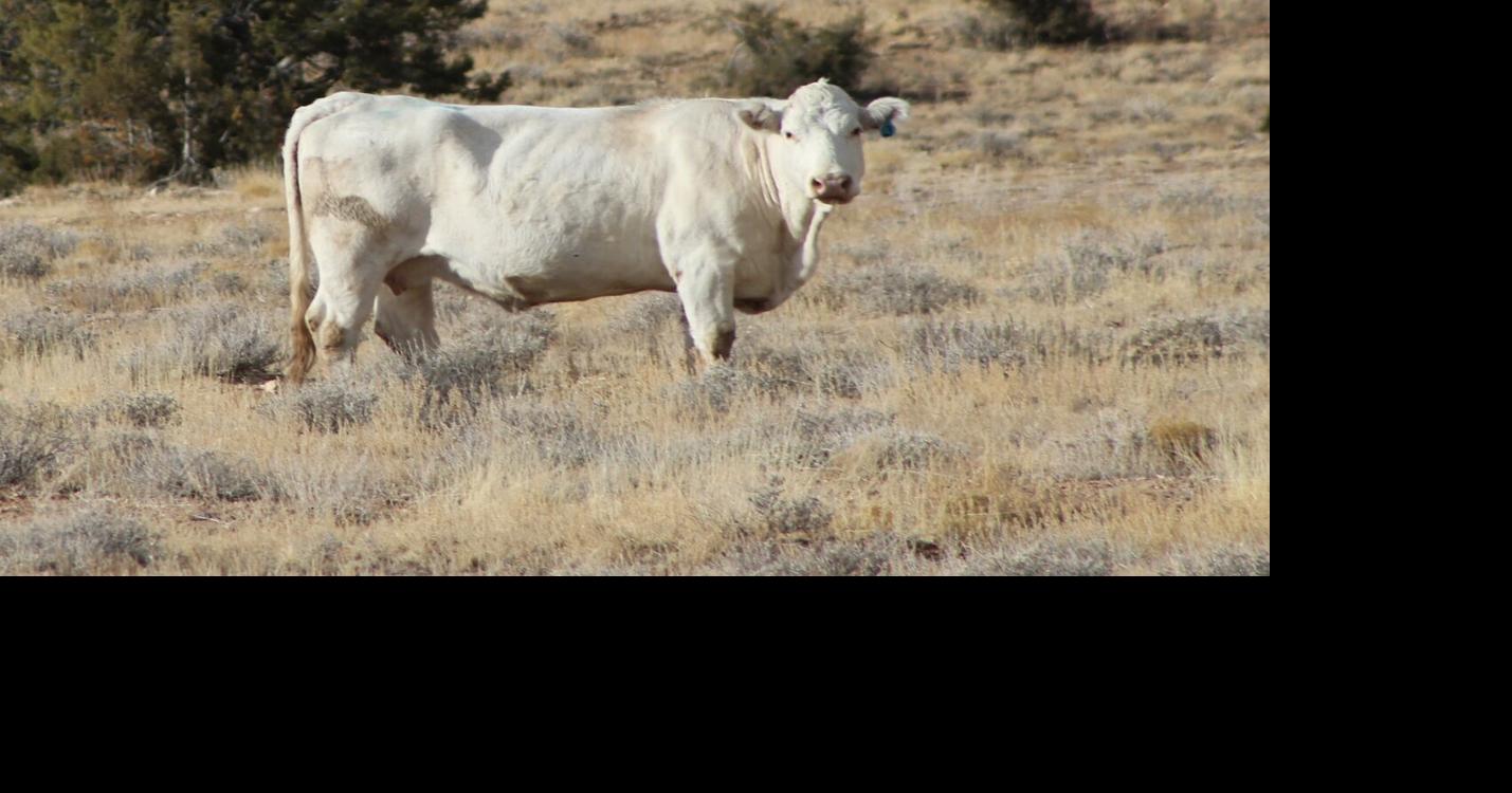 2 arrested over cows' shooting; affidavit says one is beaten up after ...