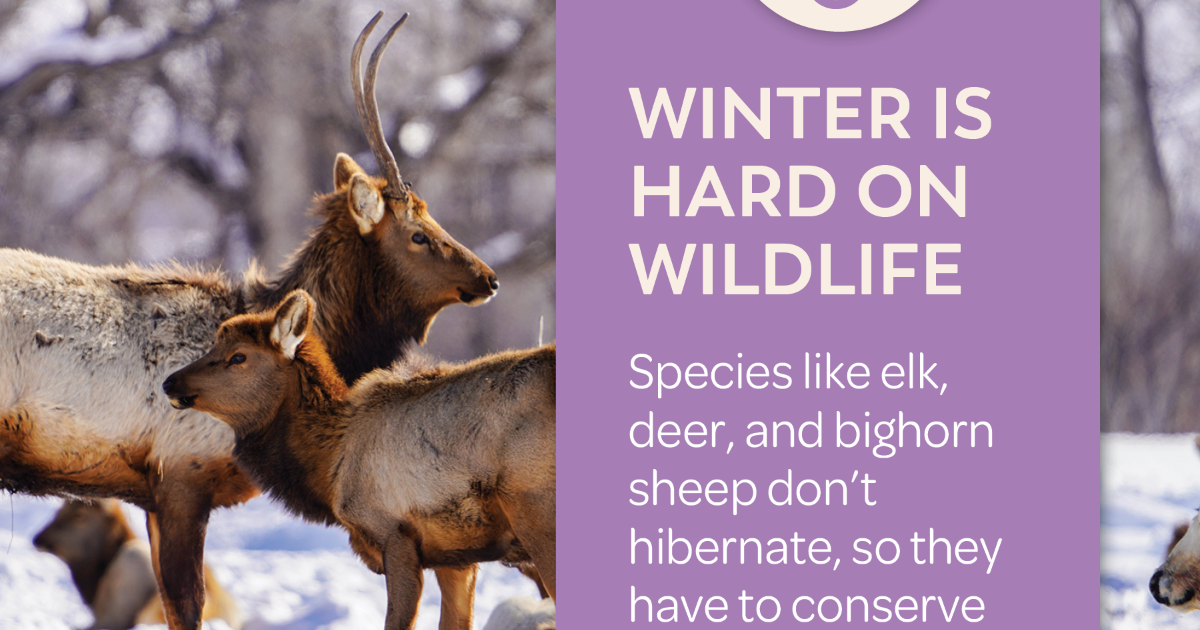 Protect wintering wildlife by respecting seasonal closures | Outdoors ...