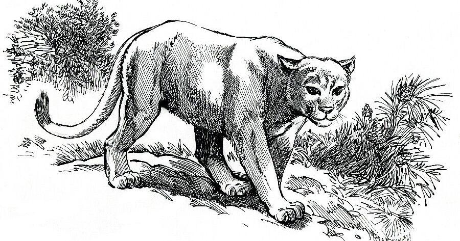 Mountain lion killed after swatting Buena Vista girl | News ...