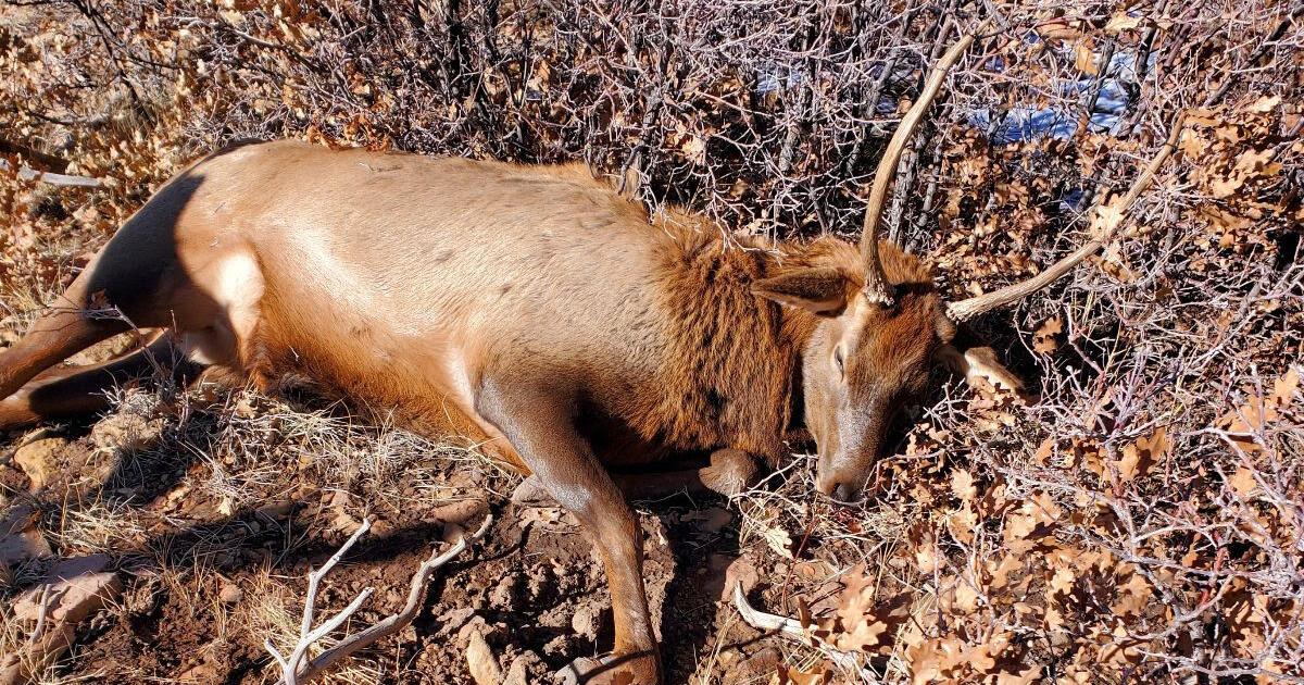 CPW investigates rash of poaching cases in San Miguel County | News ...