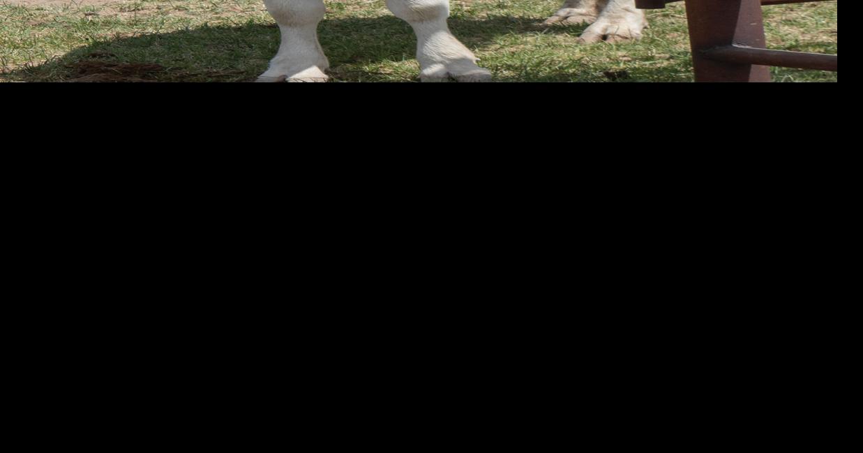 Life at the Van Winkle's 5-Diamond ranch | Local News Stories ...