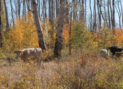 BLM looks to overhaul grazing regulations | Local News Stories ...