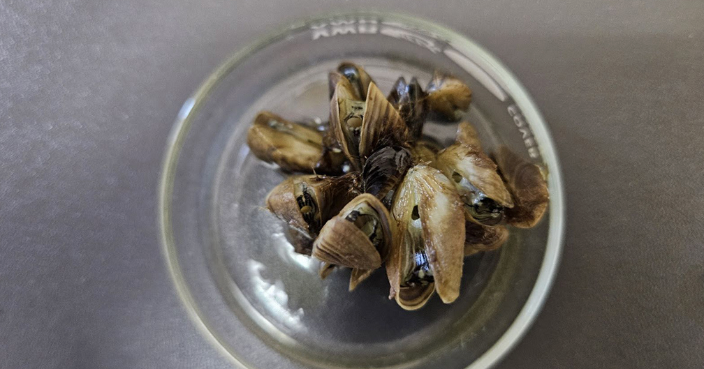 Increased sampling efforts result in additional zebra mussel detections ...