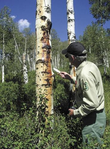 Rapid loss of aspen forests prompting research | Local News Stories ...