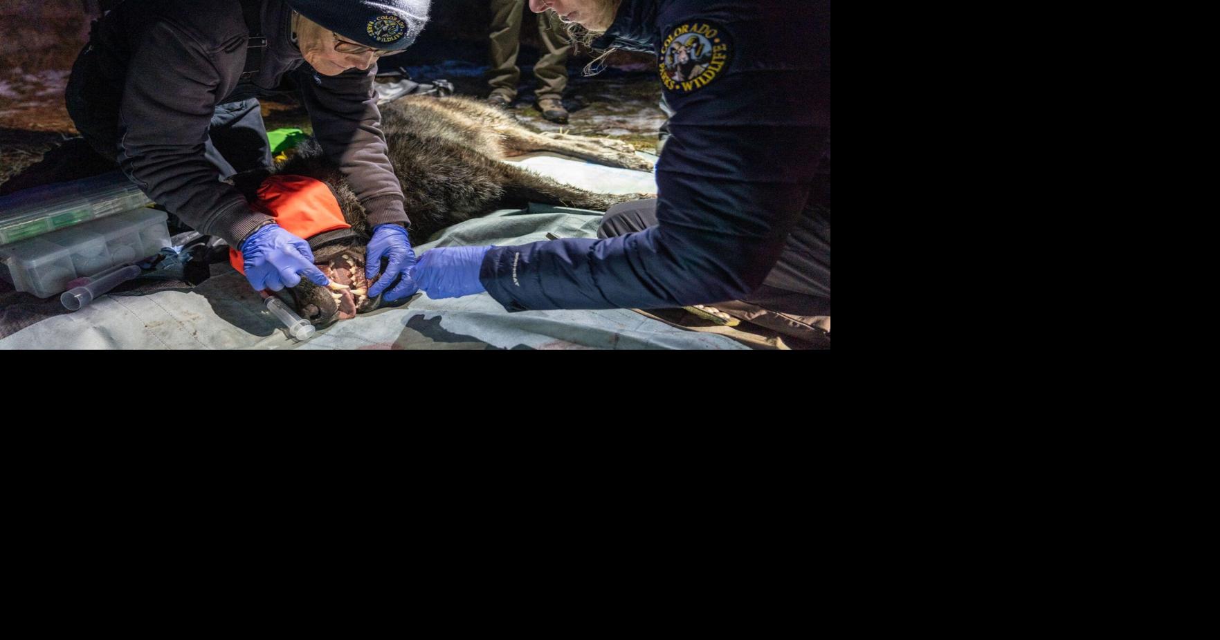 Middle Park stockgrowers receive funding for range rider, other non ...