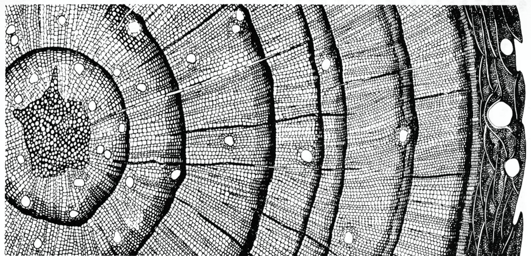 WATER SUMMIT: Reading tree rings reveals streamflow data through the ...