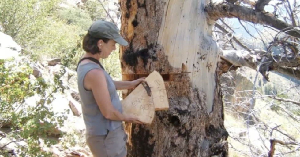 WATER SUMMIT: Reading tree rings reveals streamflow data through the ...