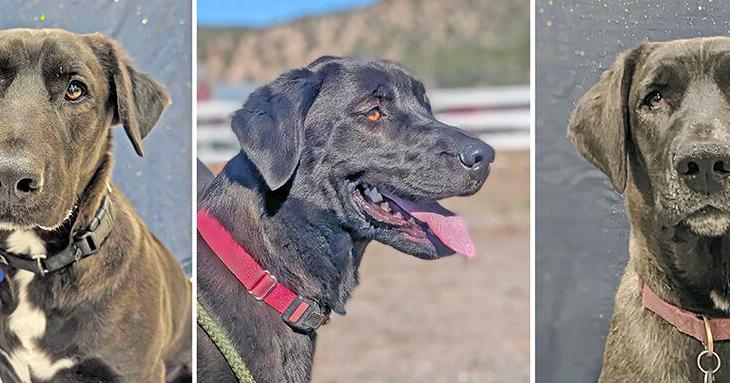 PET COLUMN: Three special dogs need help | Focus | montrosepress.com