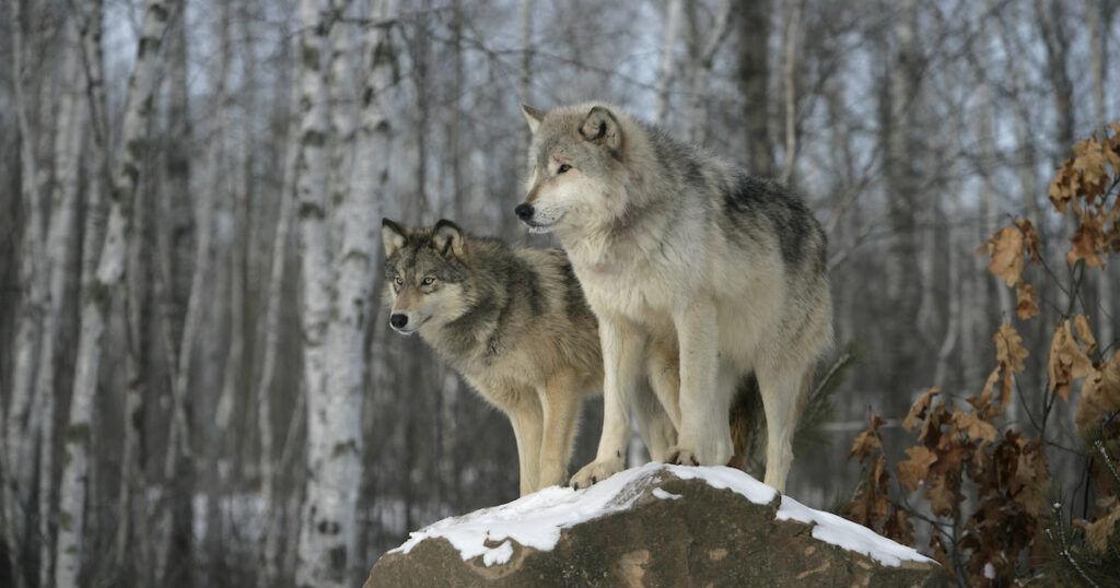 Colorado announces possible release areas for next wave of introduced ...