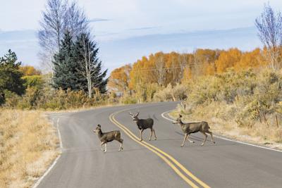 Attention hunters: study up on new license rules | Local News Stories ...