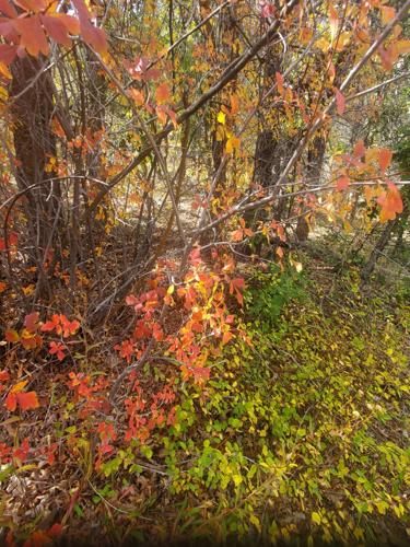 RELIGION: Harvest time brings reflections | Focus | montrosepress.com