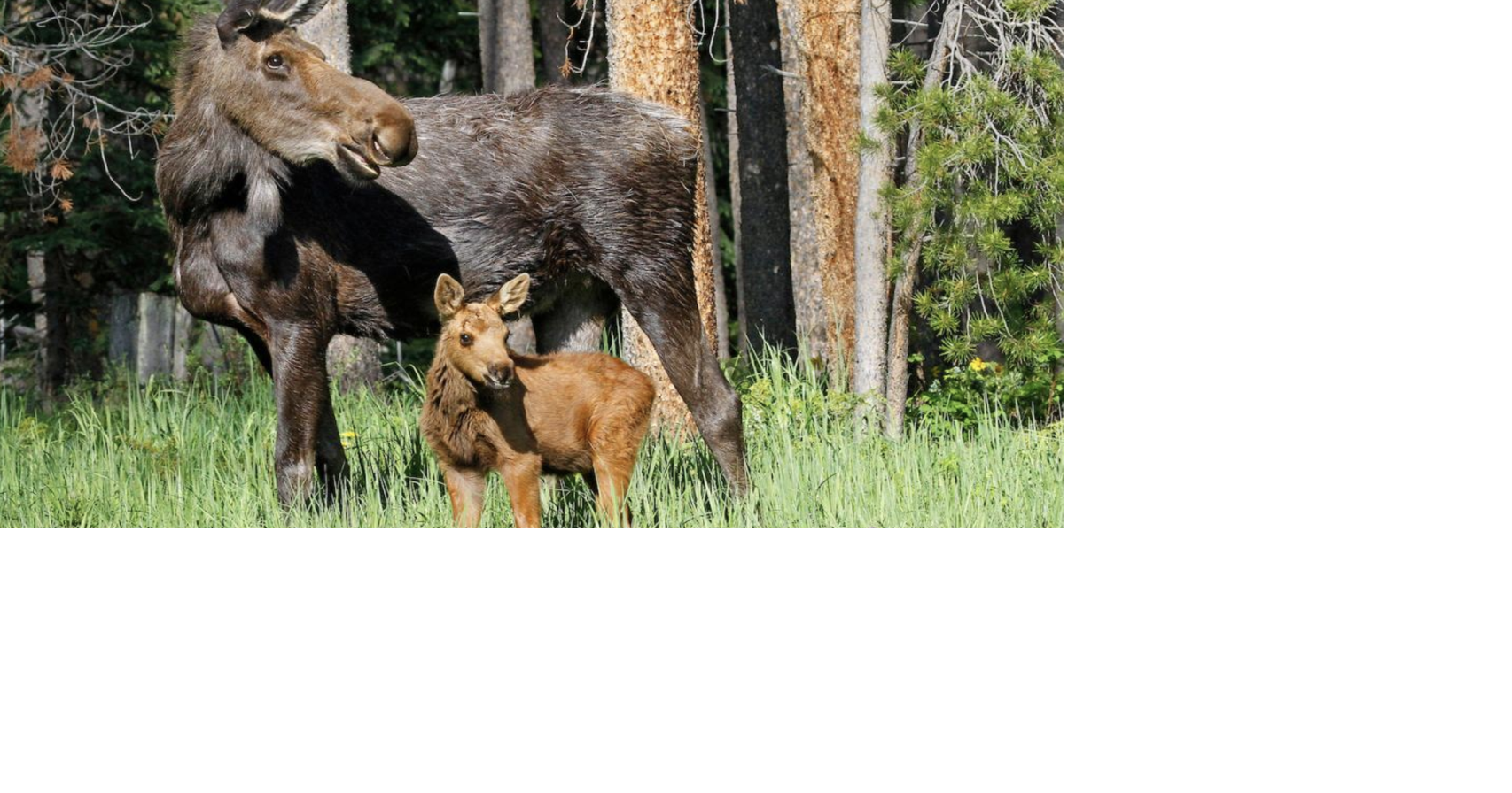 Colorado Parks and Wildlife warns of potentially aggressive cow moose ...