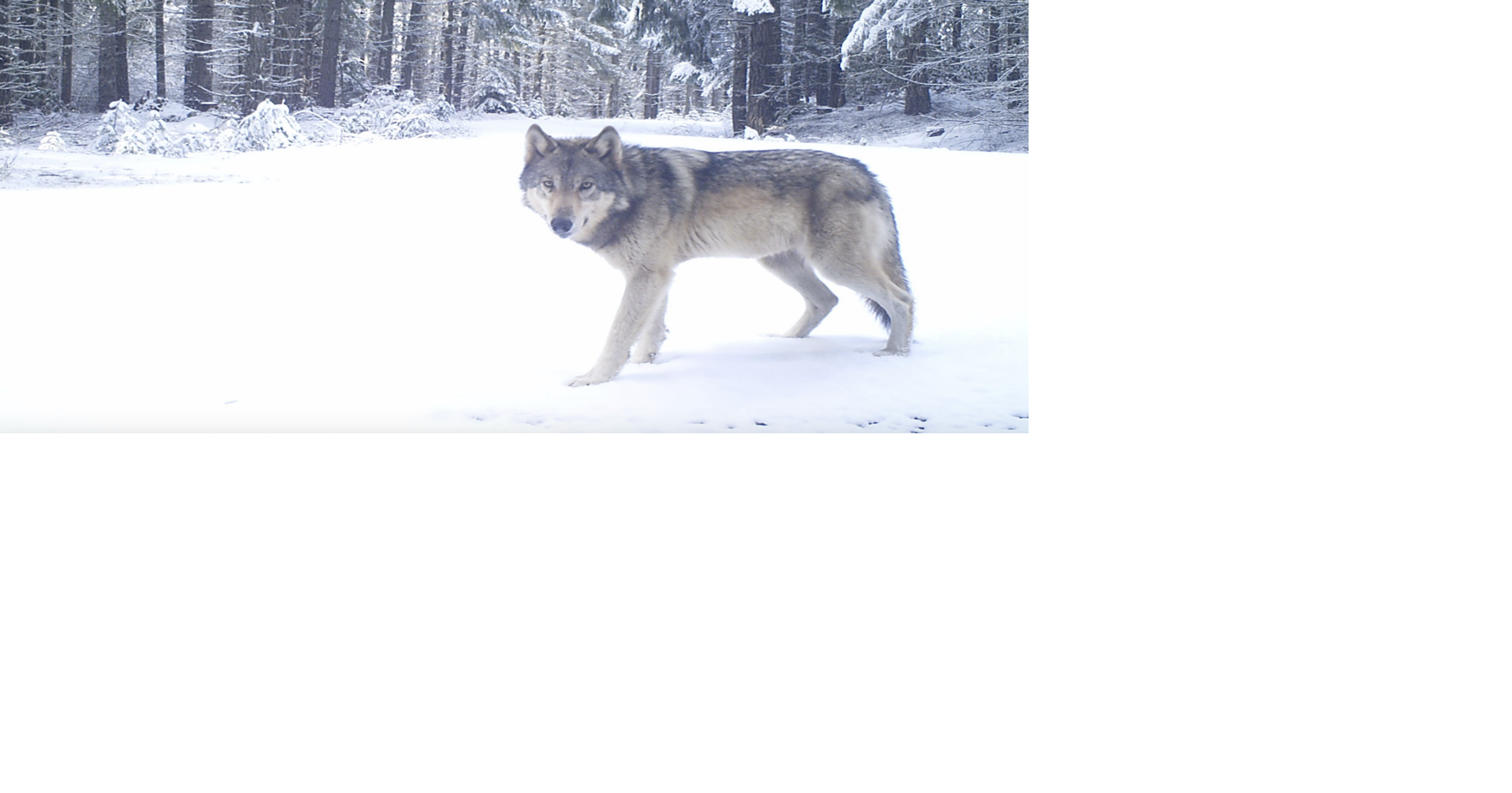 231011-news-wolves | Local News Stories | montrosepress.com