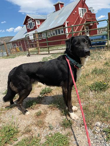 COLUMN: Meet Arlow Wagaton, a self-empowered dog | News | montrosepress.com