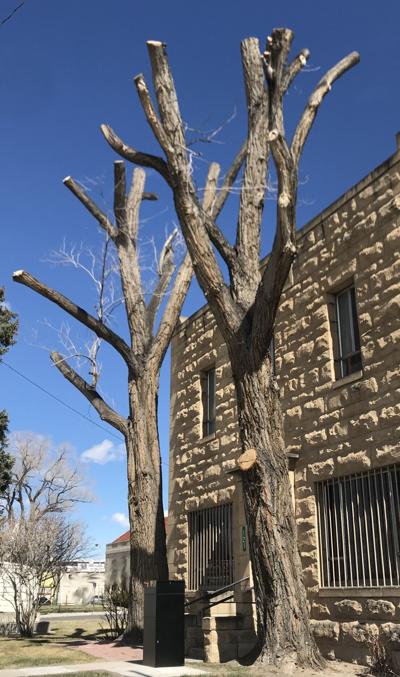 OUTDOORS: Dignity, always dignity when pruning shade trees ...