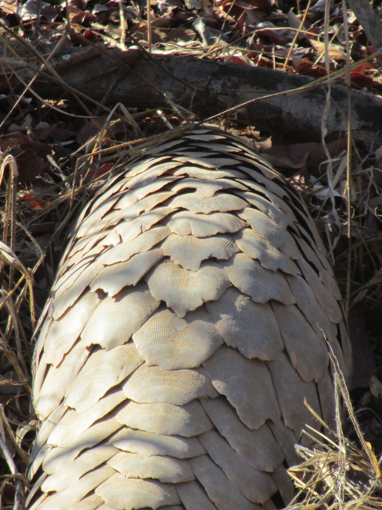 TIPS FROM THE POSSE: Meet the gentle and endangered Pangolin, a living ...